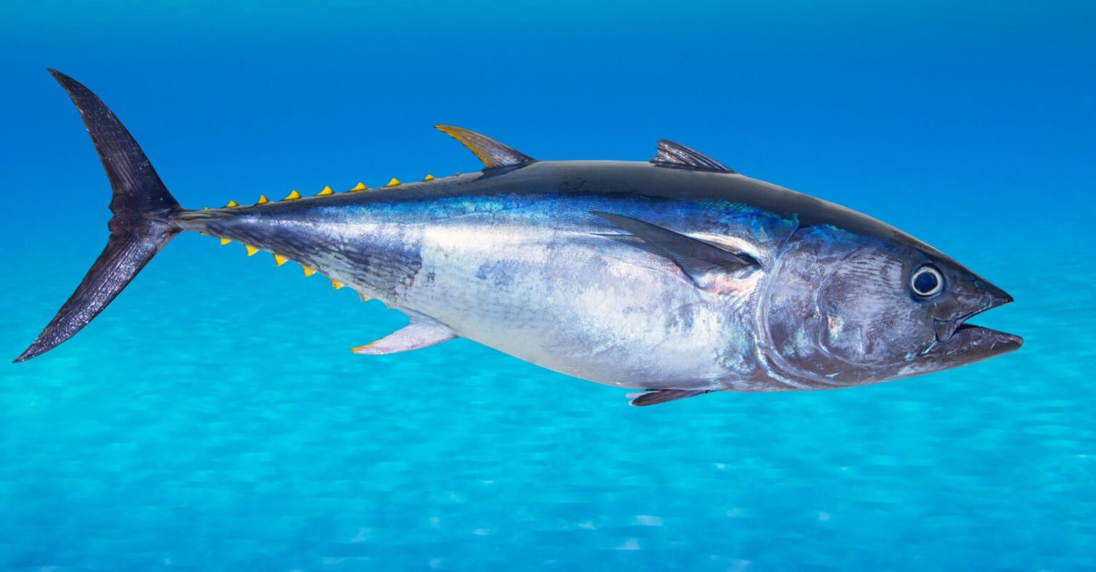 Atunes y Sardinas de México – Atunes y Sardinas